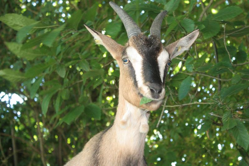 Amazing Goat Eyes and Remarkable Senses! - Goat Journal